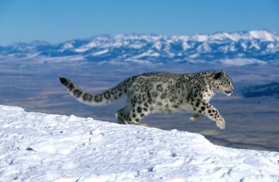 Wildlife tours in Pakistan and birding tours in Pakistan with snow ...